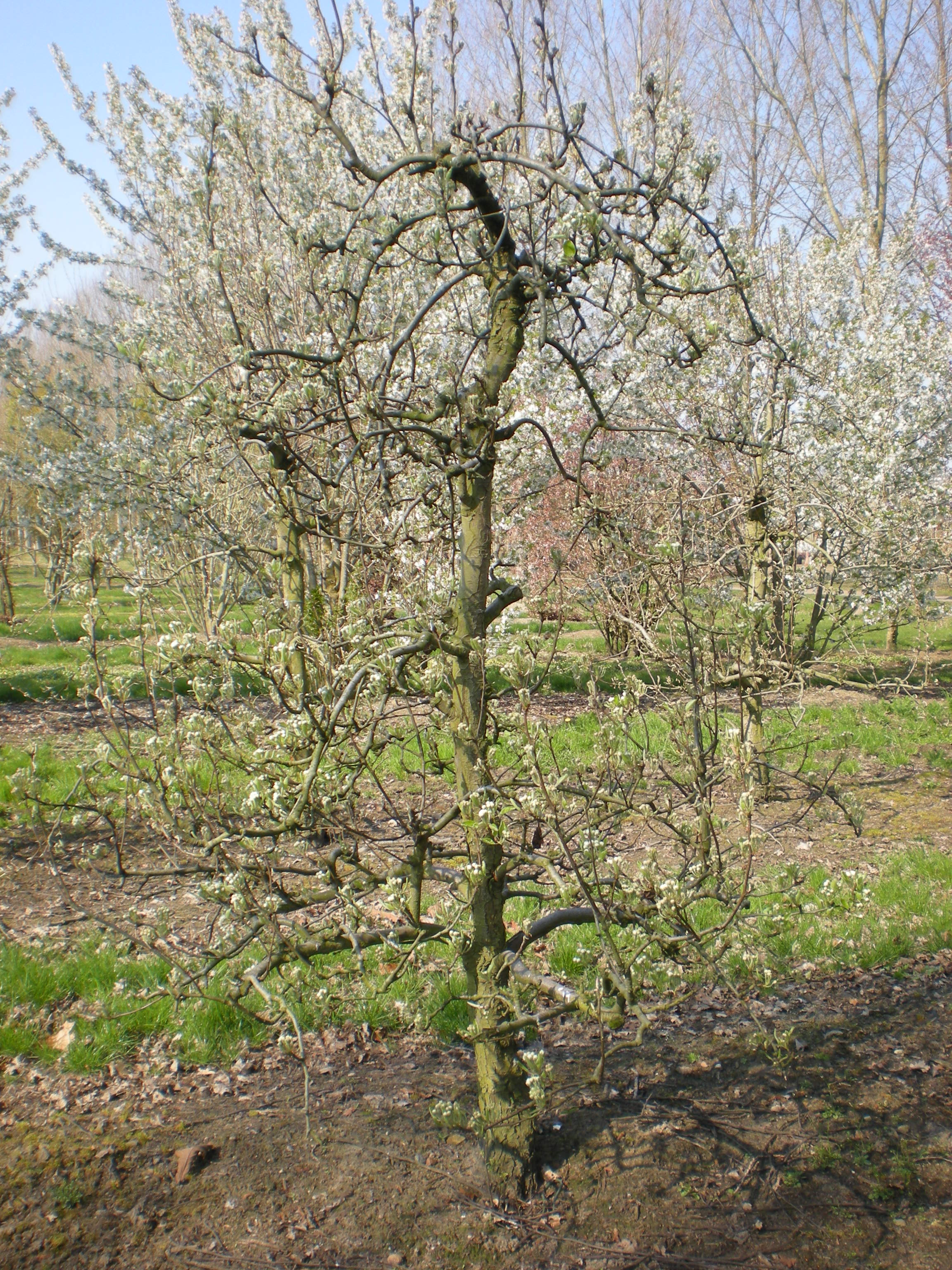 Pyrus communis 'Conference' | Pyrus communis 'Conference' - Van den ...