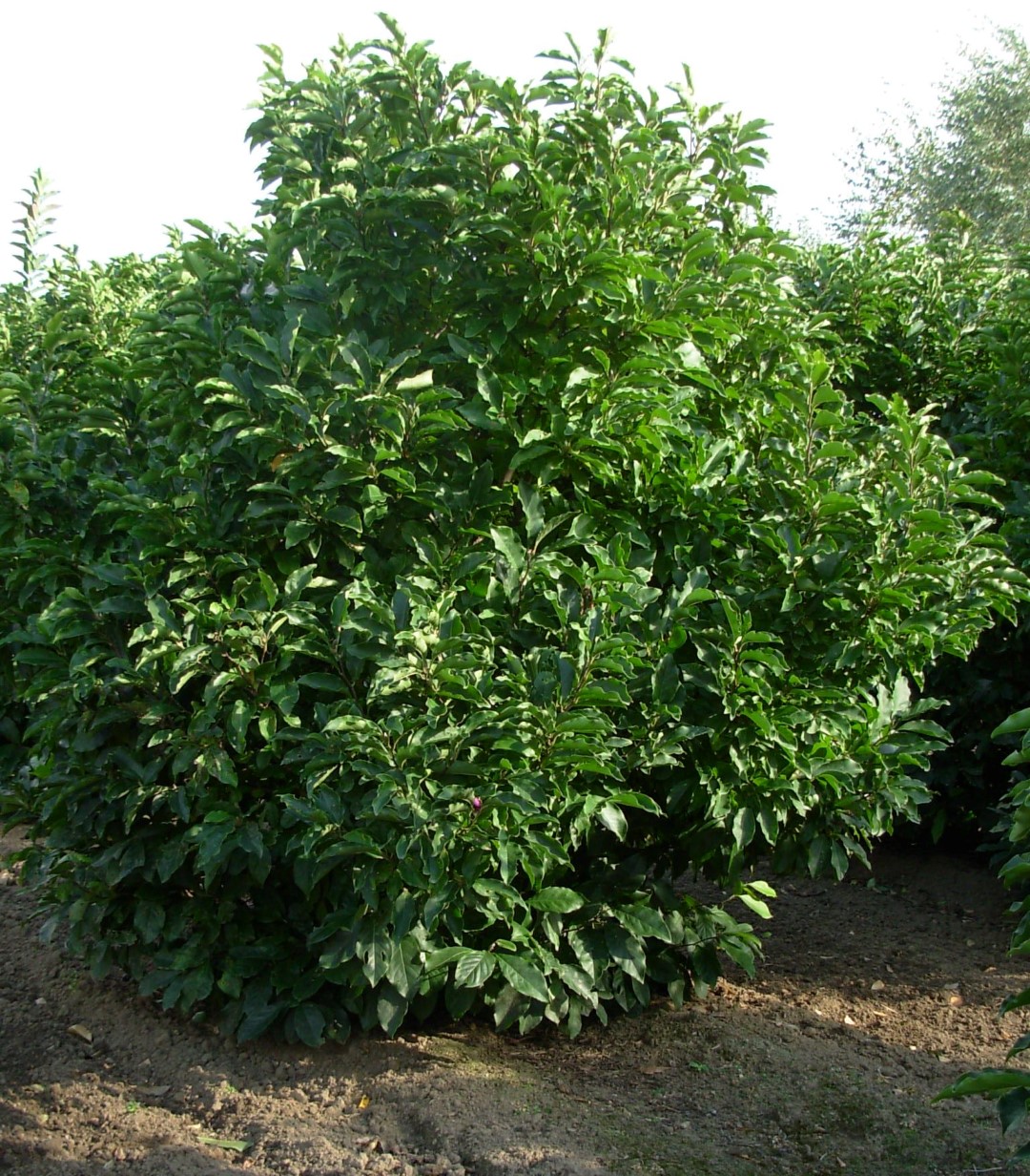 Magnolia 'Susan' | Magnolia 'Susan' - Van den Berk Nurseries