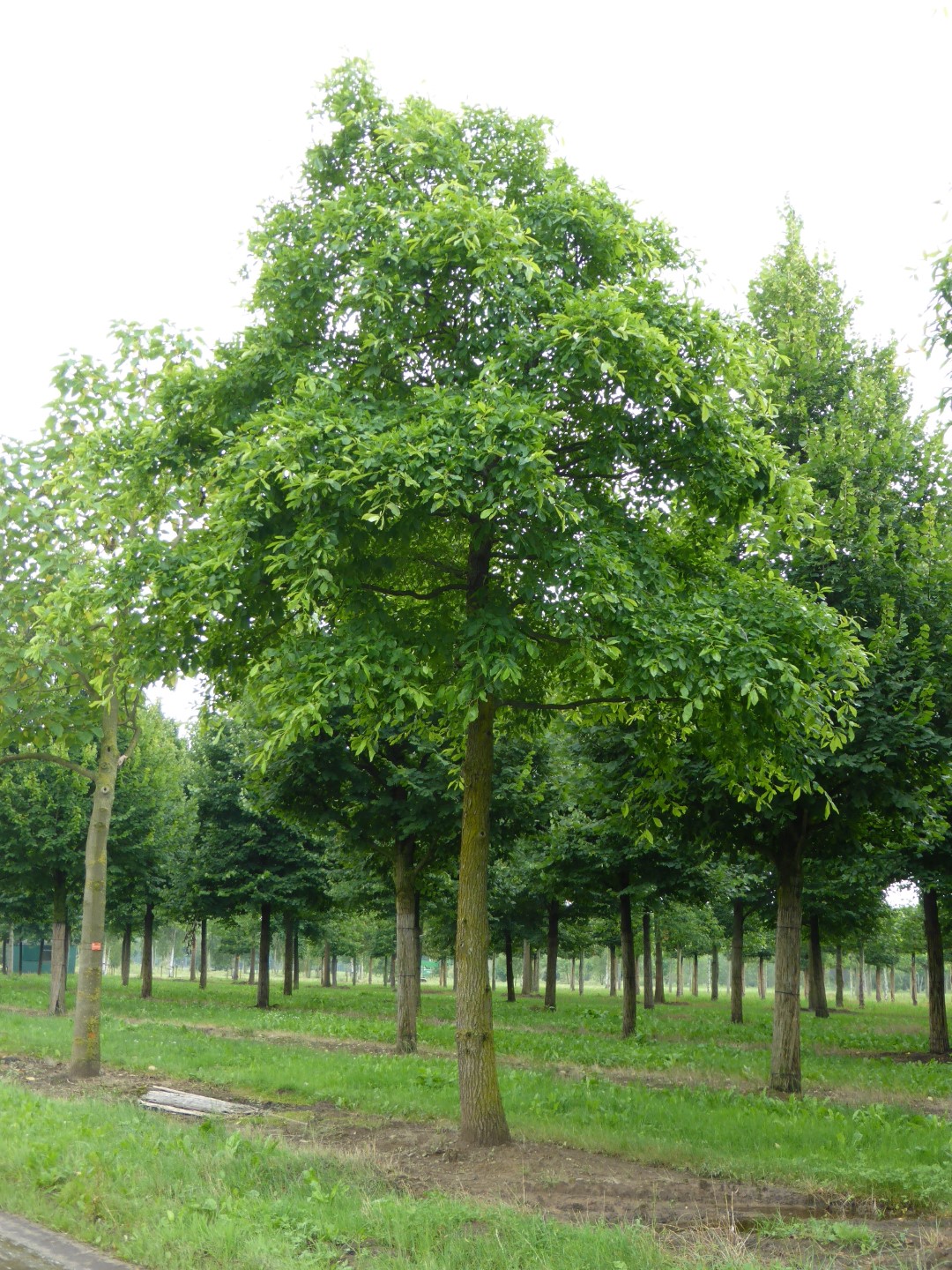 Nyssa sylvatica | Black tupelo, Black gum - Van den Berk Nurseries