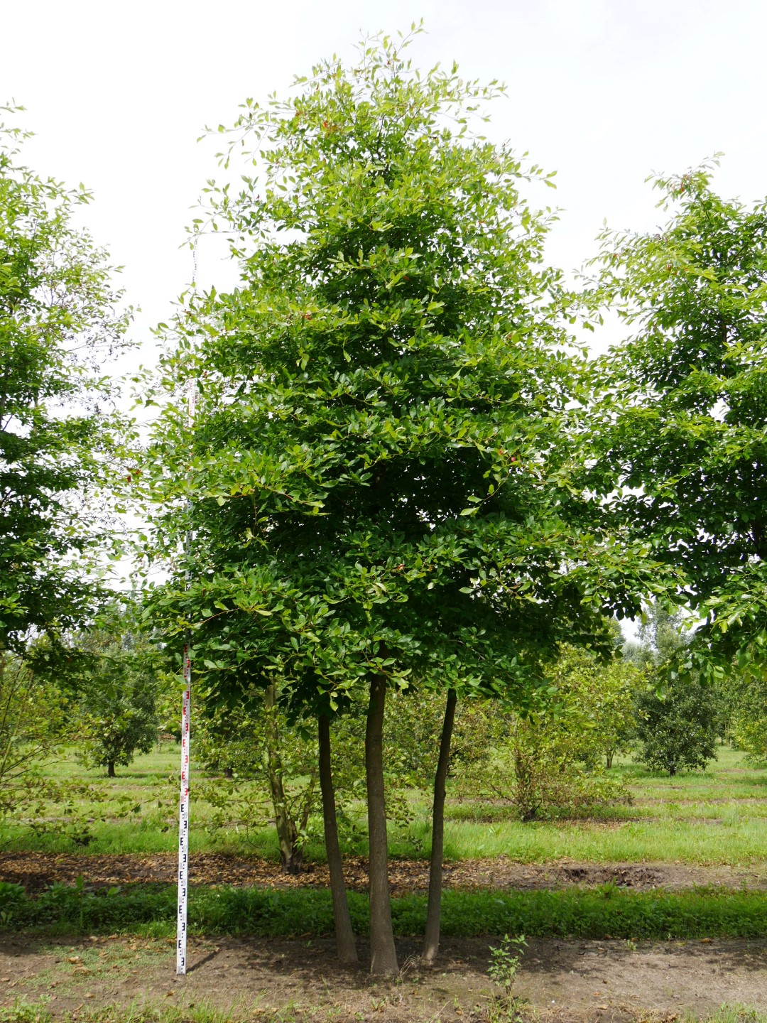 Nyssa sylvatica | Black tupelo, Black gum - Van den Berk Nurseries
