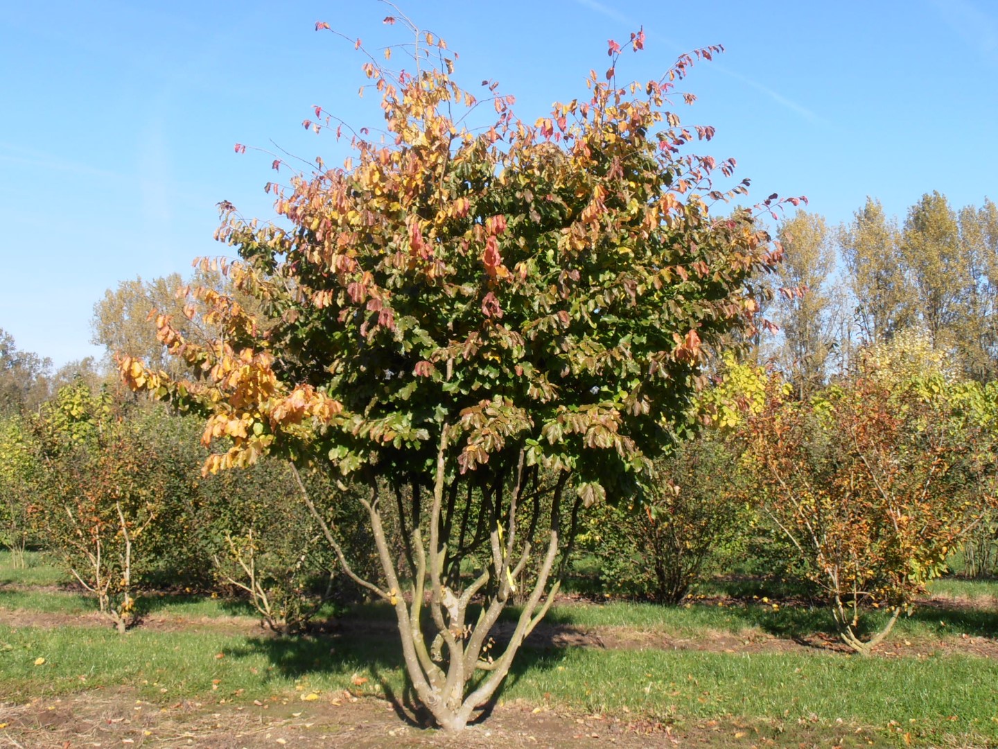 Parrotia persica | Persian ironwood - Van den Berk Nurseries