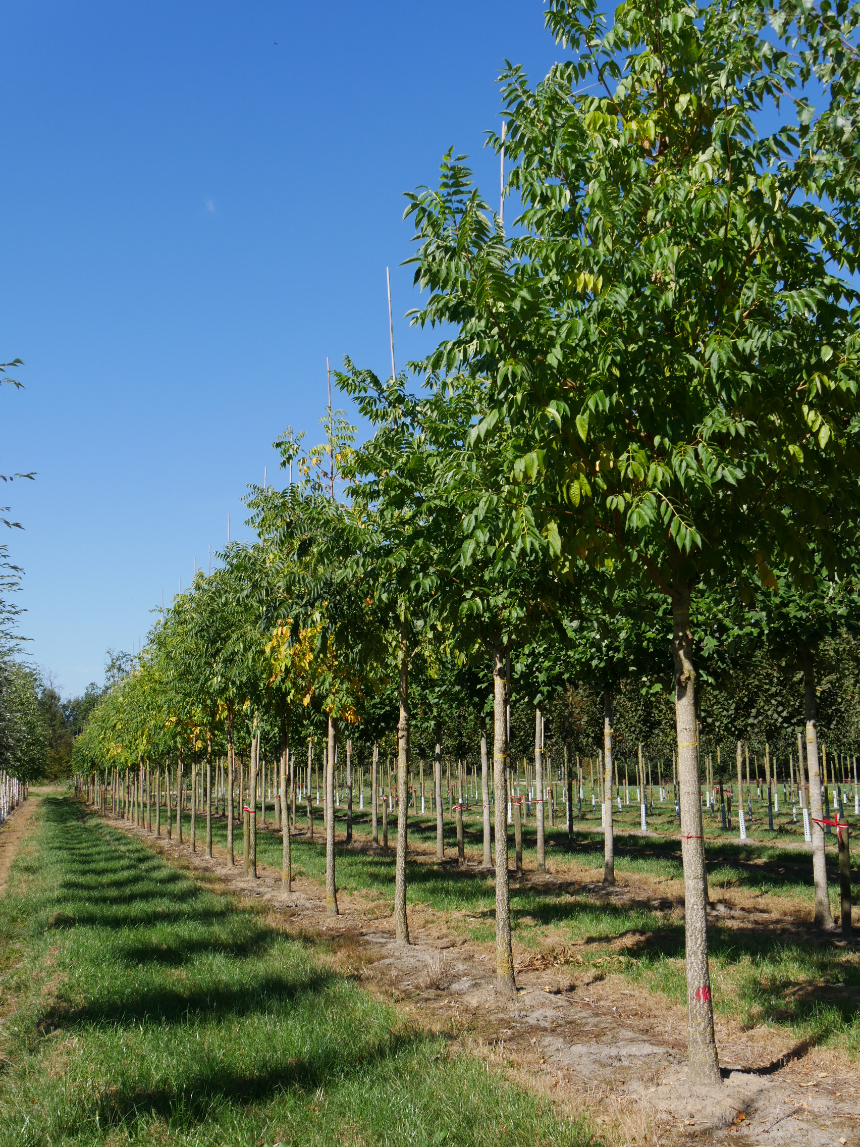 Phellodendron amurense | Amur cork tree - Van den Berk Nurseries