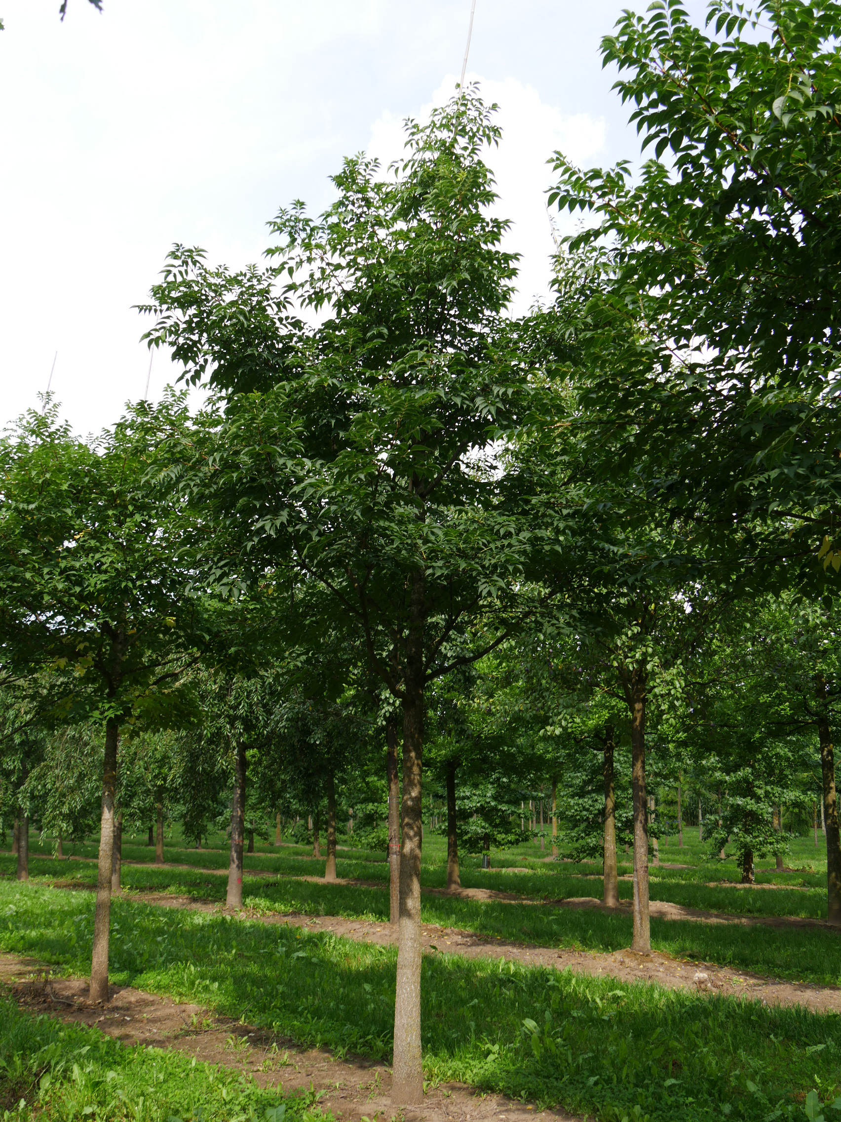 Phellodendron amurense | Amur cork tree - Van den Berk Nurseries