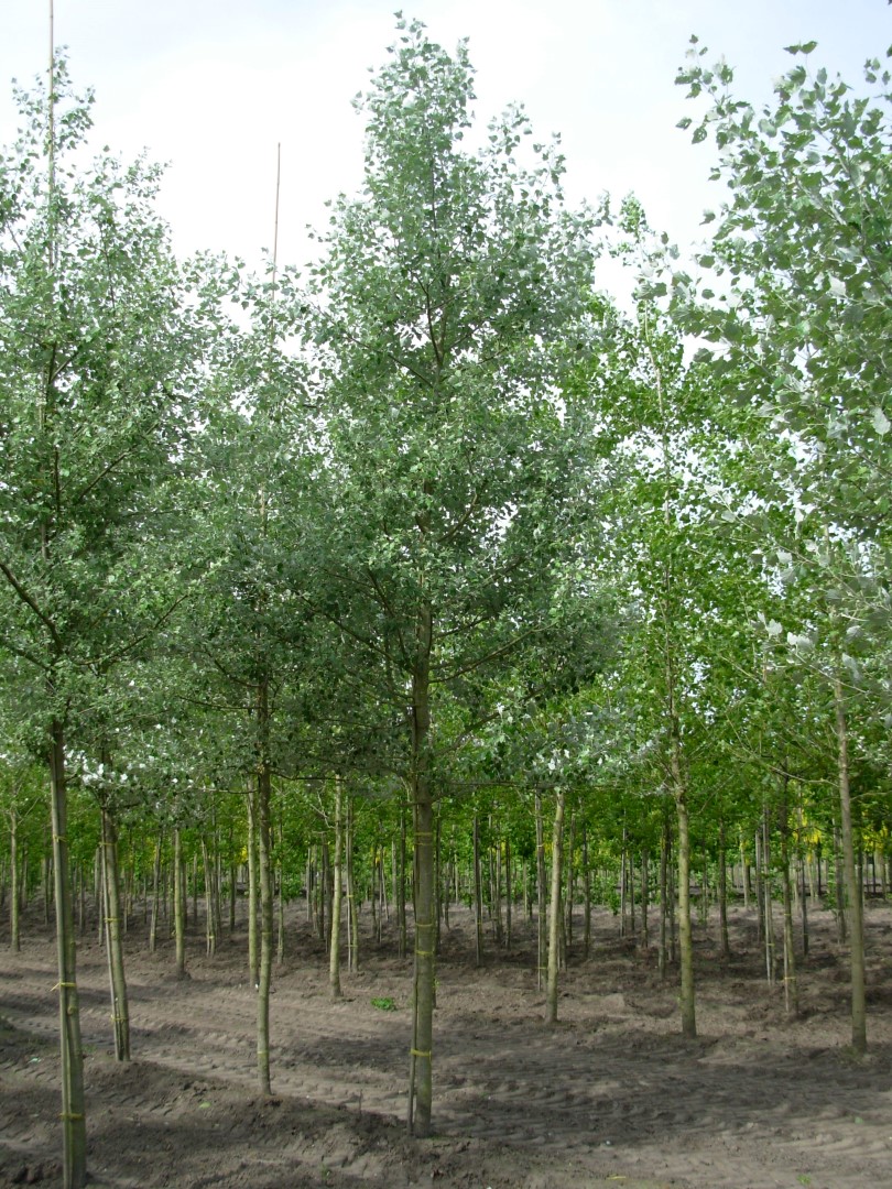 Populus Alba Populus Alba Van Den Berk Nurseries
