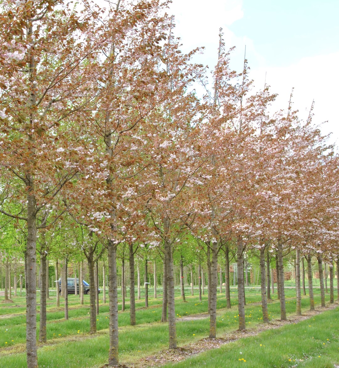 Prunus serrulata 'Fugenzo' | Prunus serrulata 'Fugenzo' - Van den Berk ...