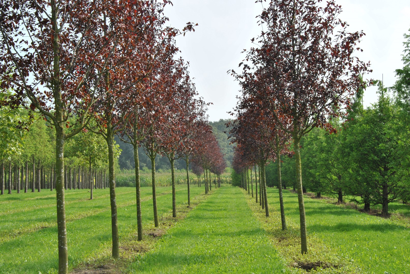 Prunus virginiana 'Canada Red' | Prunus virginiana 'Canada Red' - Van ...