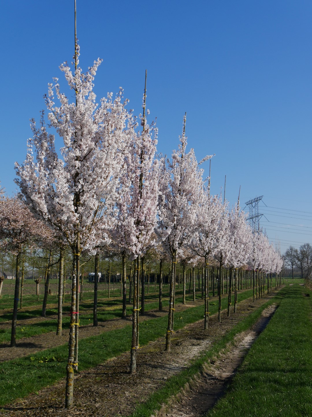 Prunus 'The Bride' | Prunus 'The Bride' - Van den Berk Nurseries