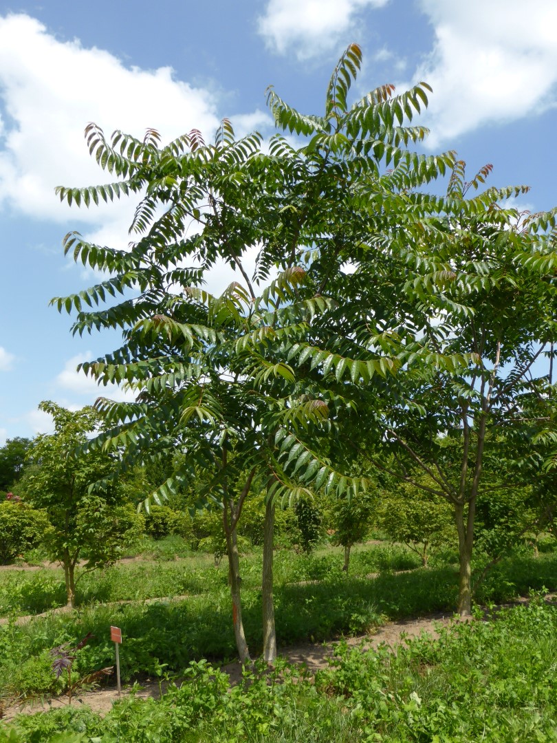 Ailanthus altissima | Tree of heaven - Van den Berk Nurseries