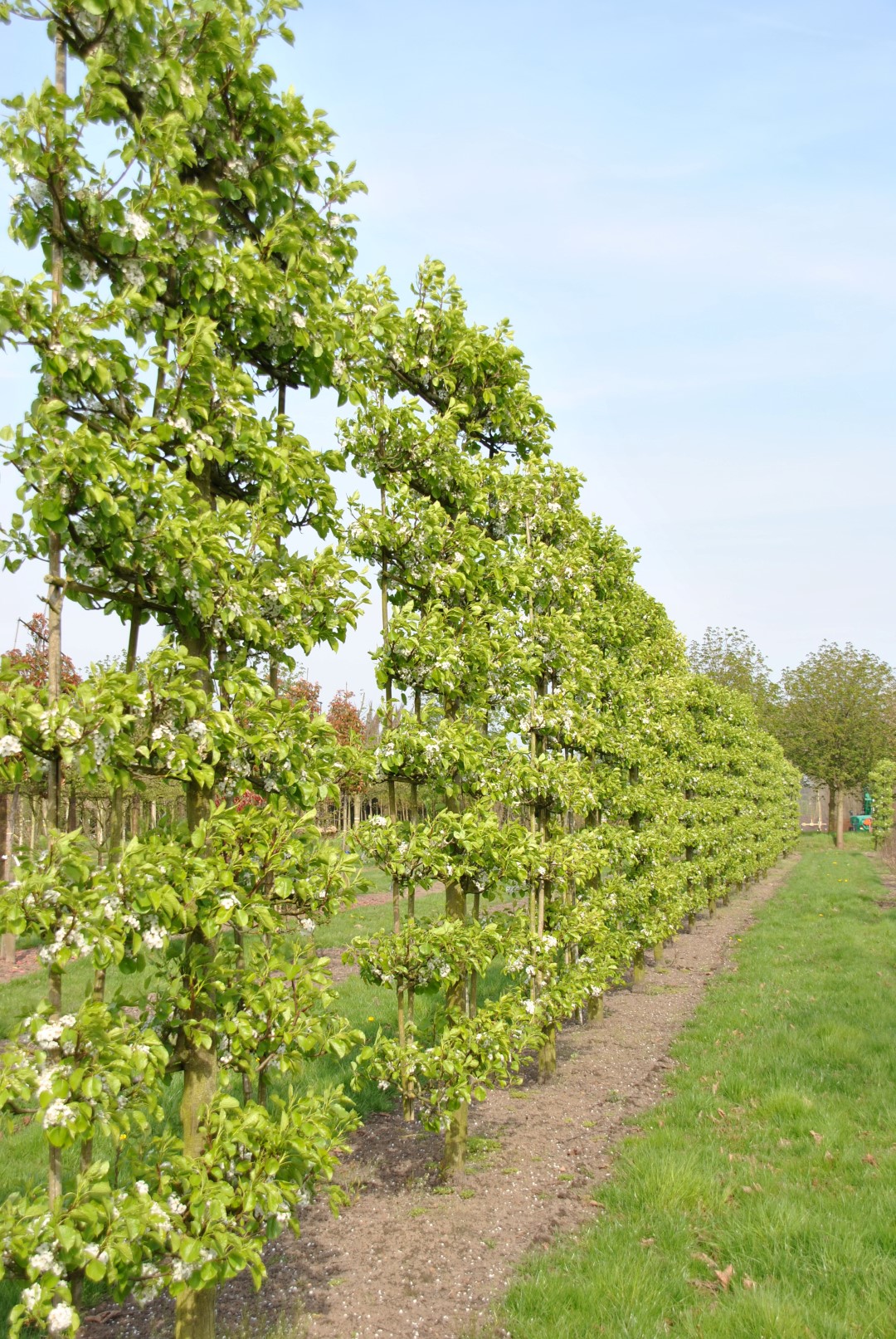 Pyrus calleryana 'Chanticleer' | Pyrus calleryana 'Chanticleer' - Van ...