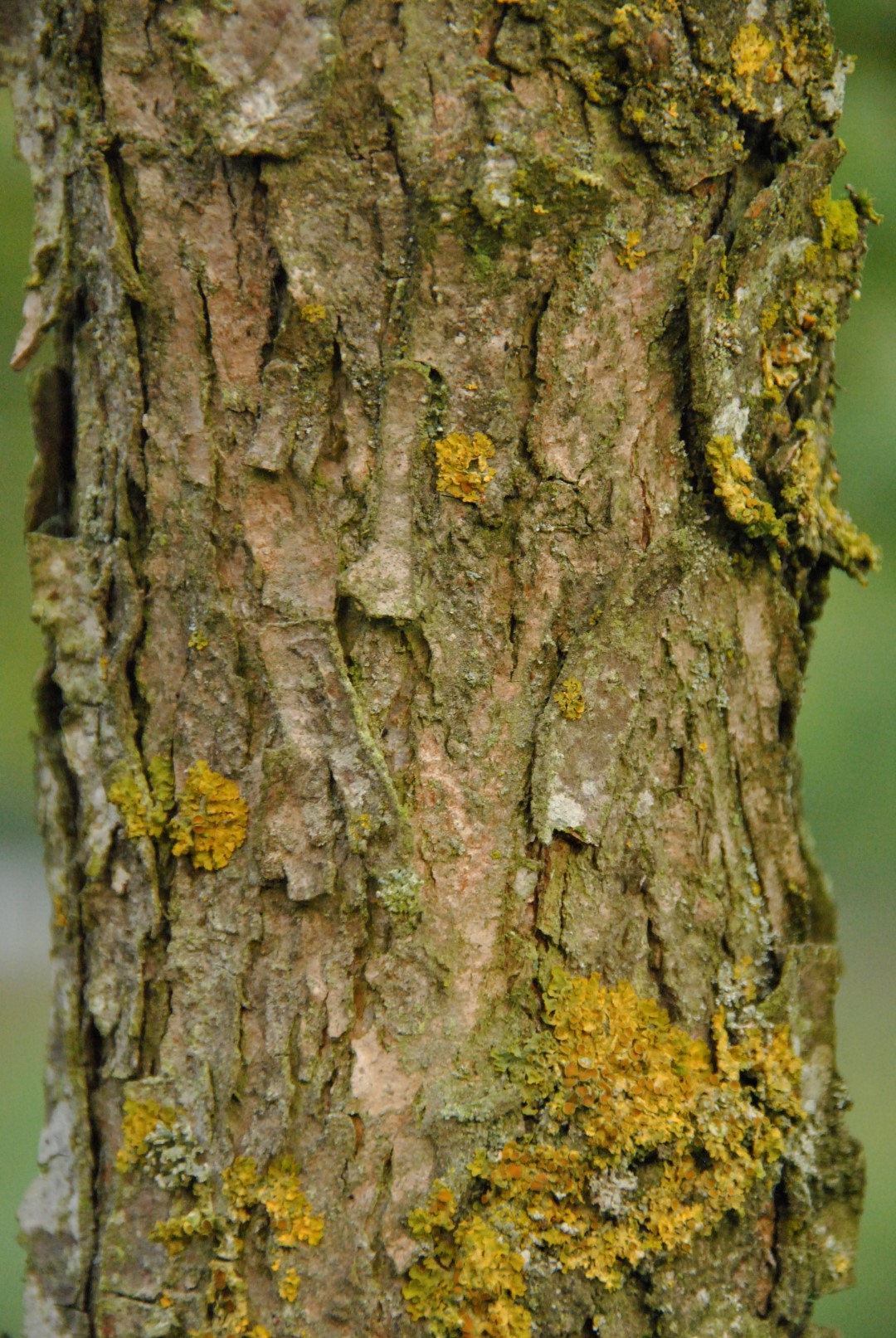 Quercus Bicolor Street Tree