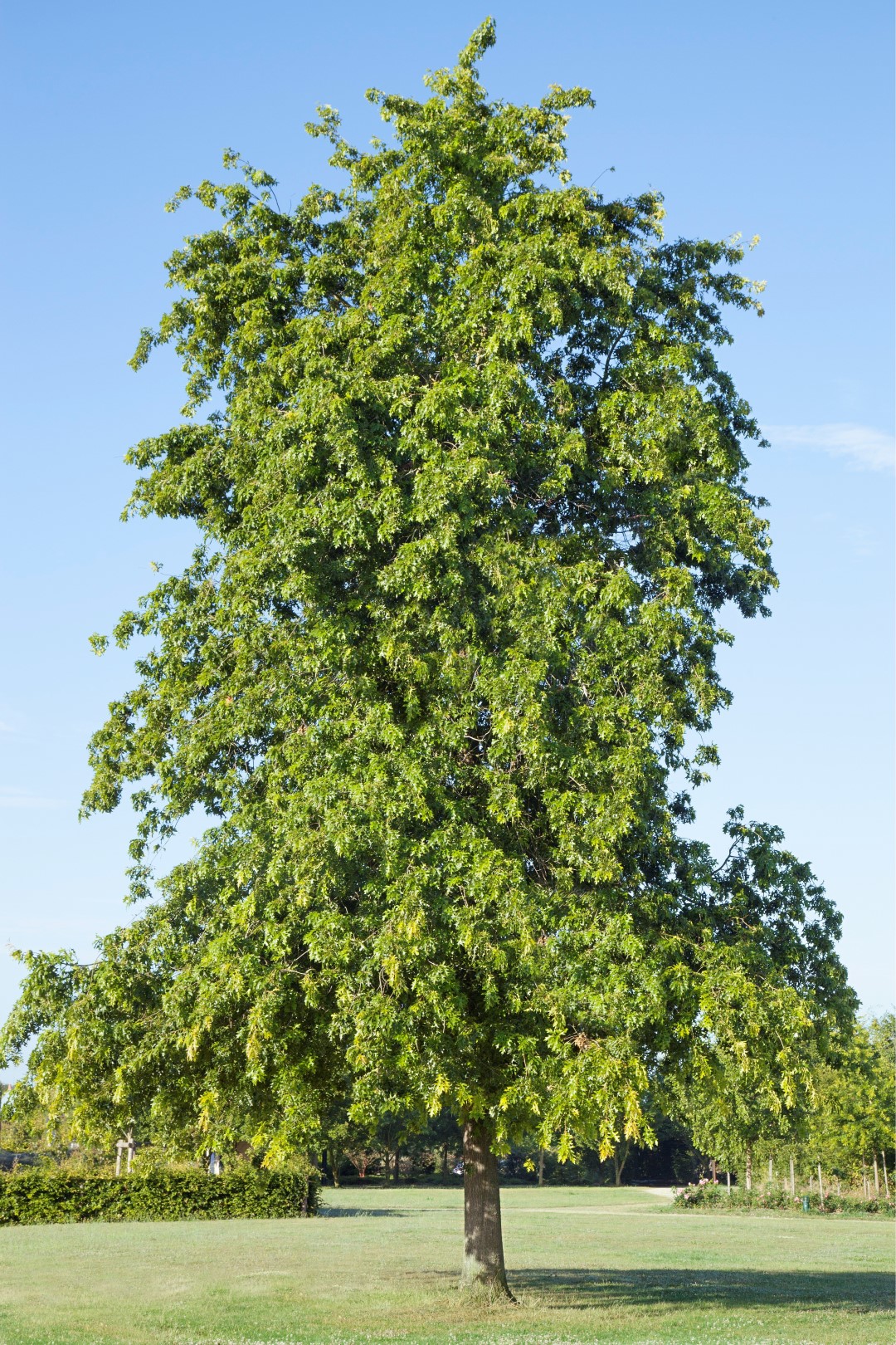 Quercus coccinea | Scarlet oak - Van den Berk Nurseries