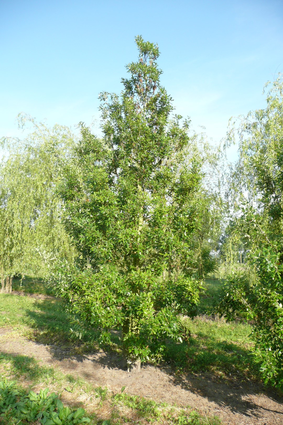 Quercus ×hispanica 'Fulhamensis' | Fulham oak - Van den Berk Nurseries