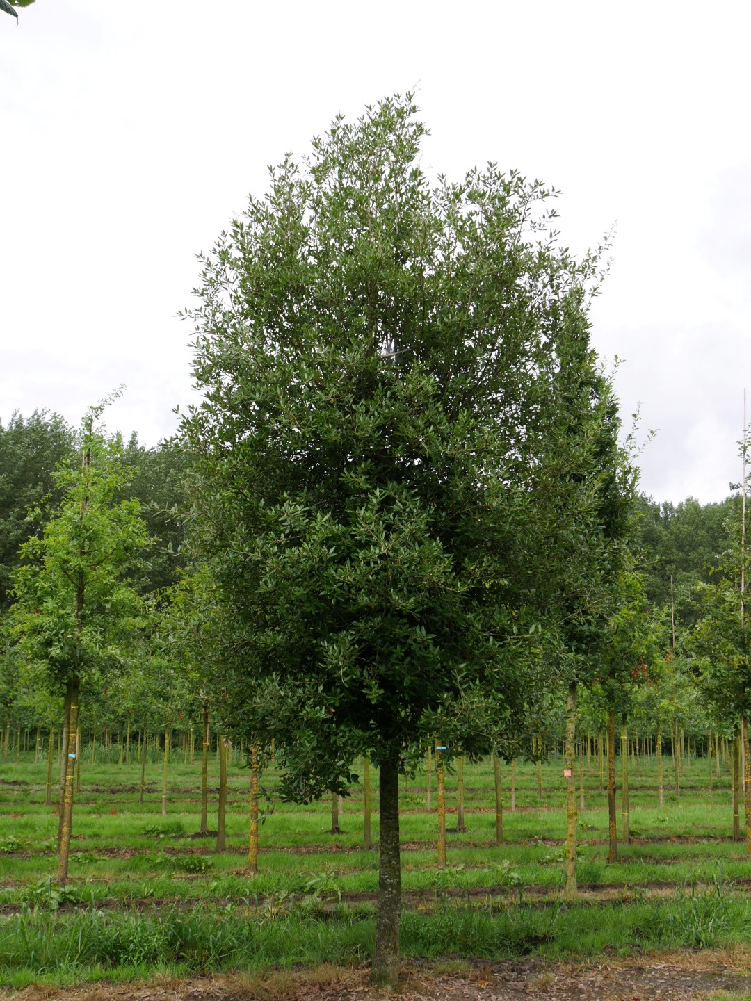 Quercus ilex | Holm oak, Holly oak, Evergreen oak - Van den Berk Nurseries
