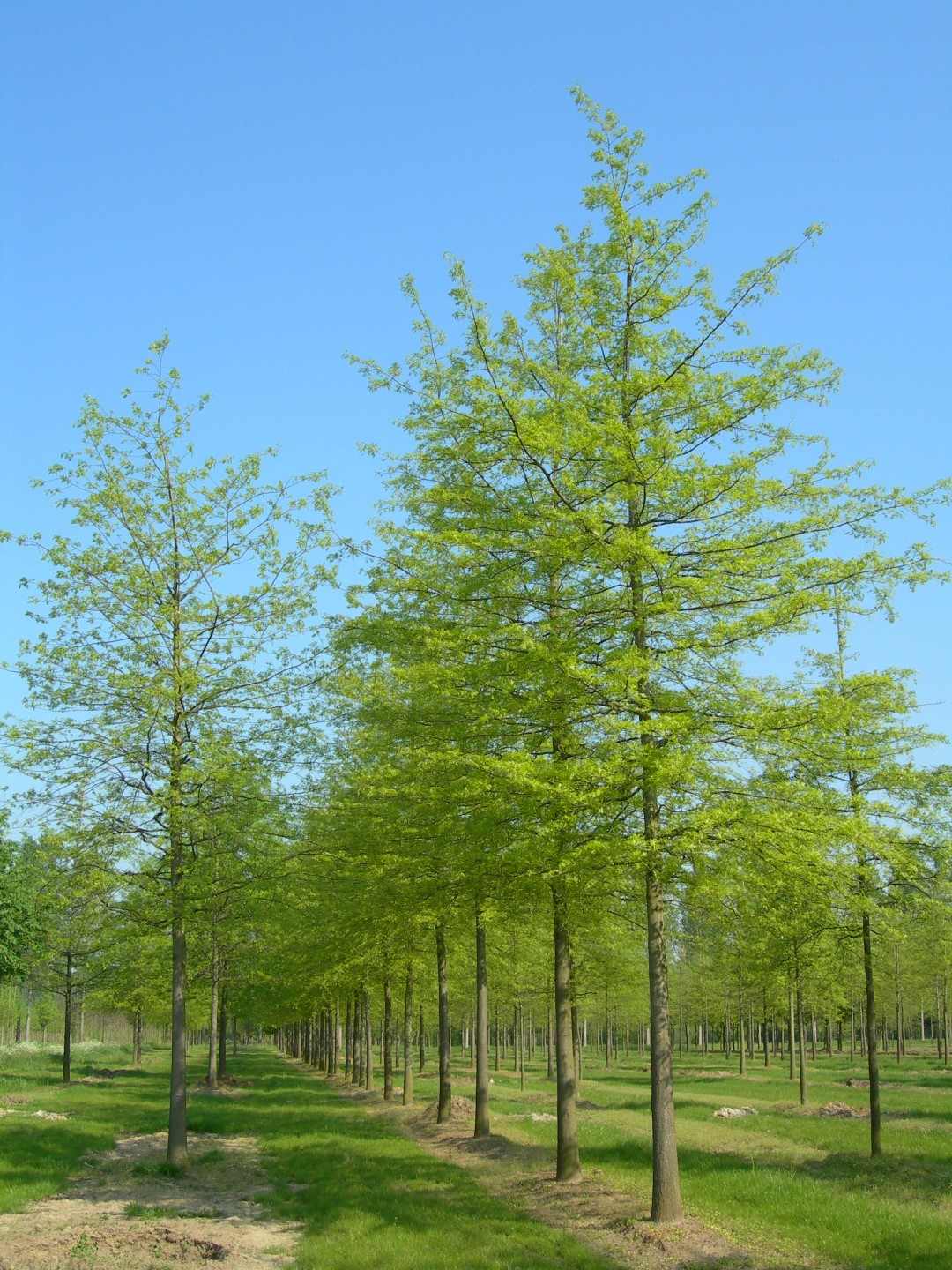 Quercus palustris | Pin oak, Swamp oak - Van den Berk Nurseries