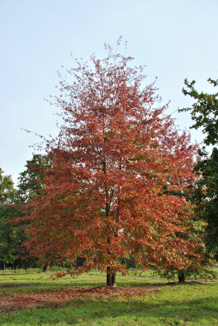Quercus Palustris Fall