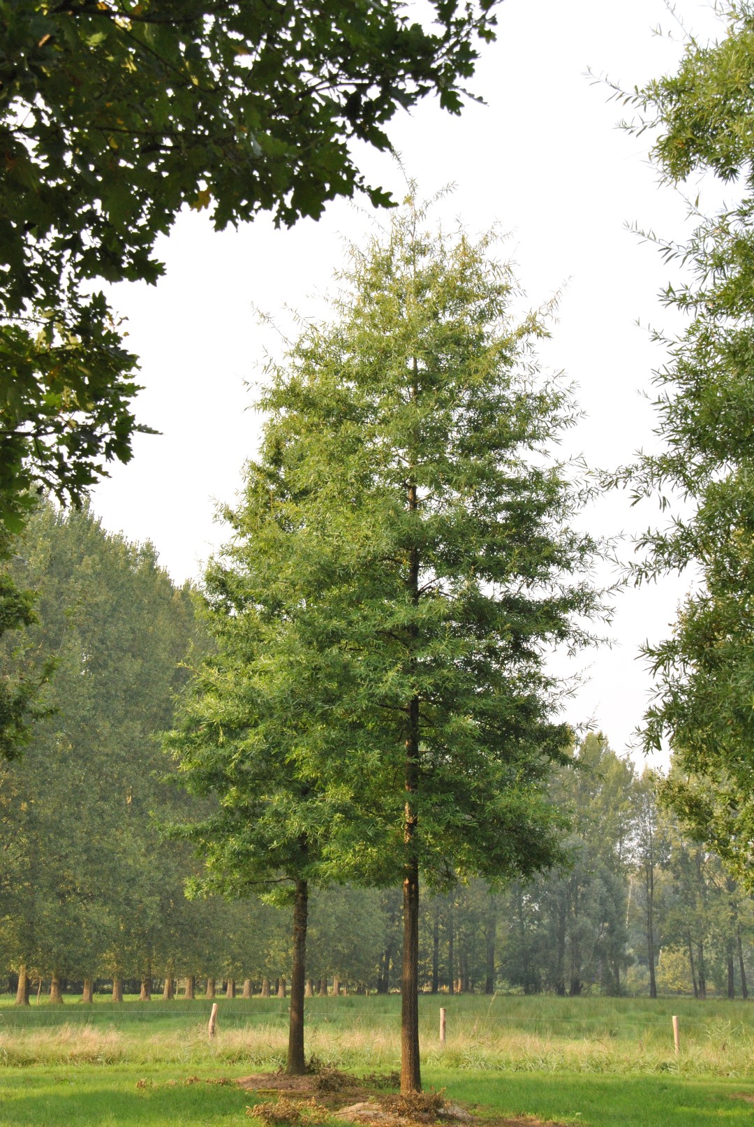 Quercus phellos | Willow oak - Van den Berk Nurseries