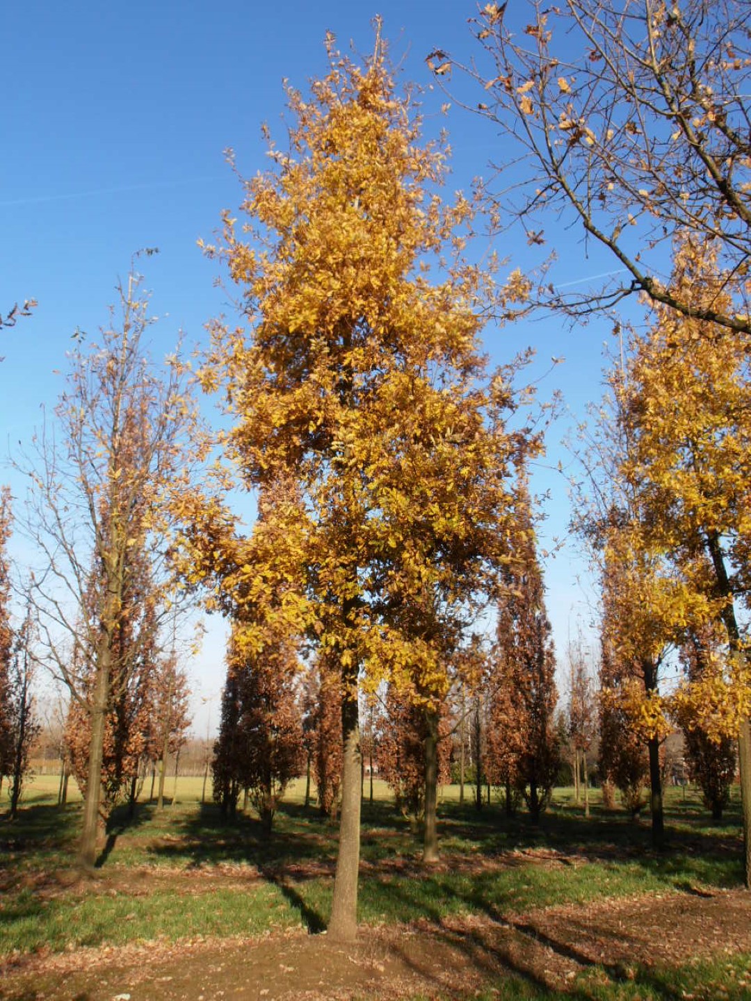 Quercus pubescens | Downy oak, White oak - Van den Berk Nurseries