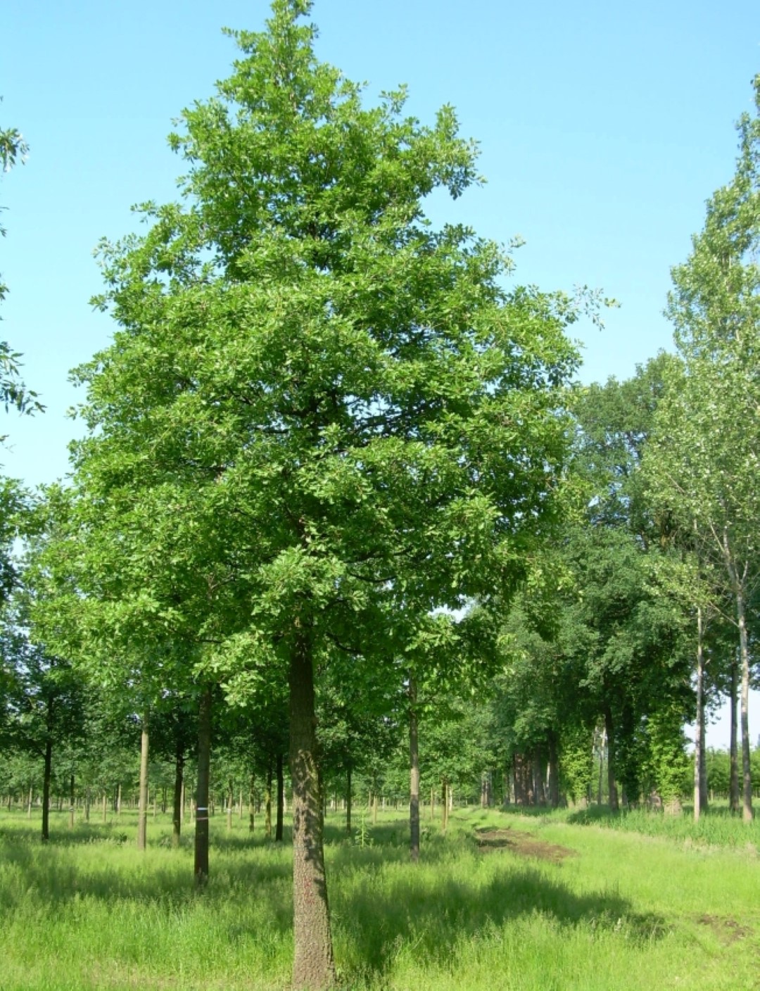 Quercus pubescens | Downy oak, White oak - Van den Berk Nurseries