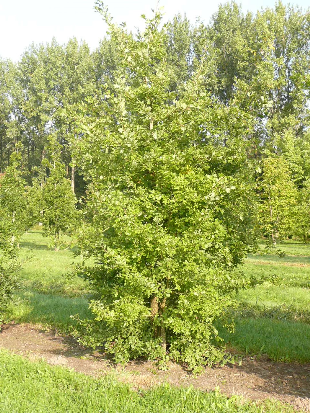 Quercus pubescens | Downy oak, White oak - Van den Berk Nurseries