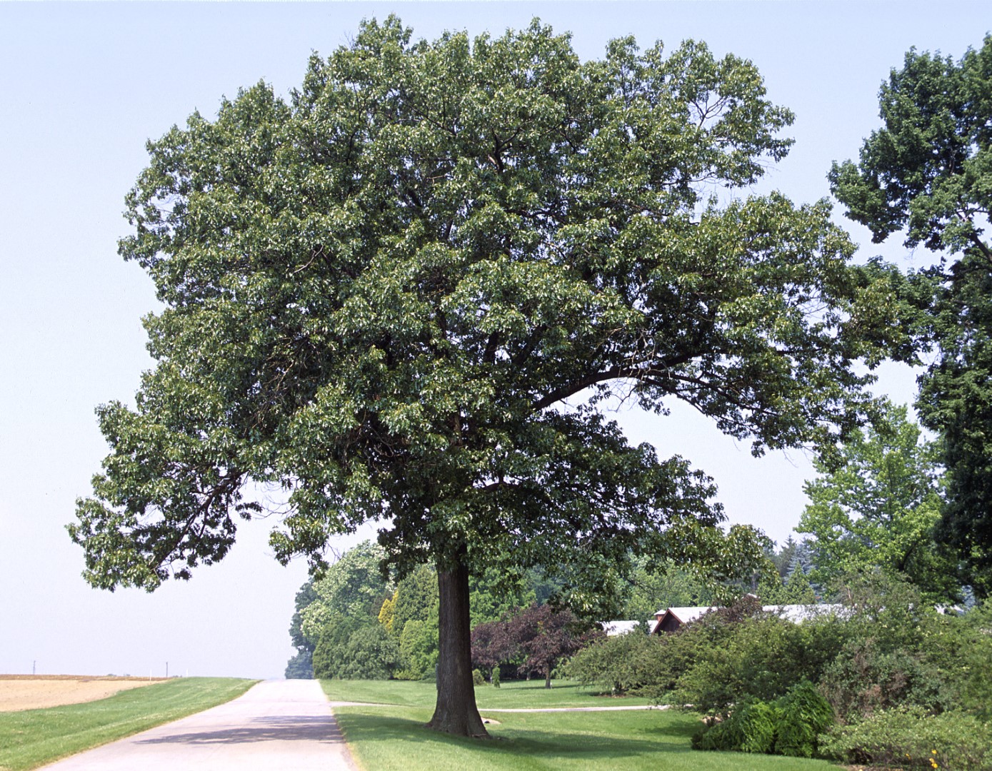 Quercus rubra | Red oak, Nothern Red oak - Van den Berk Nurseries