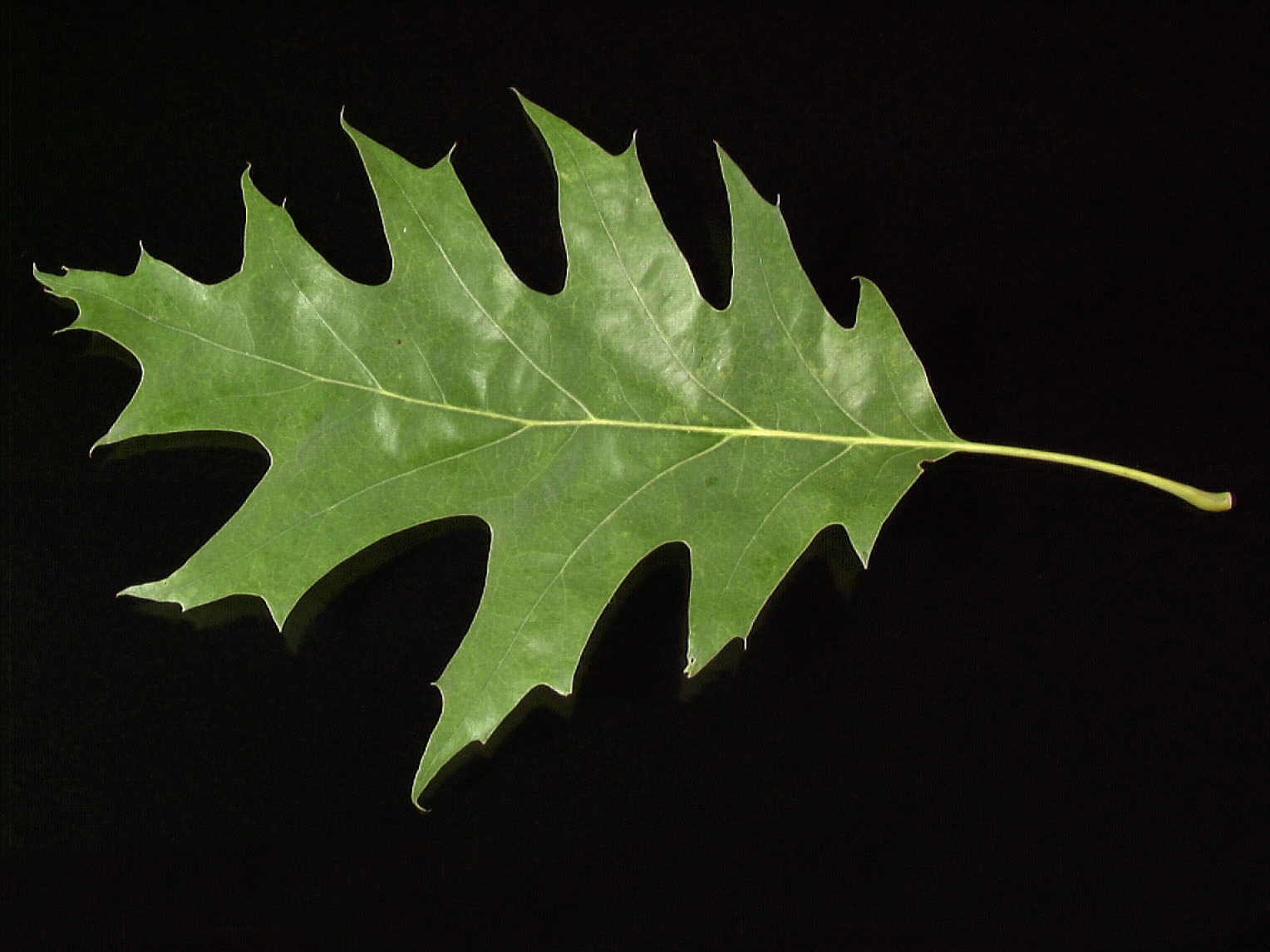 Quercus rubra | Red oak, Nothern Red oak - Van den Berk Nurseries