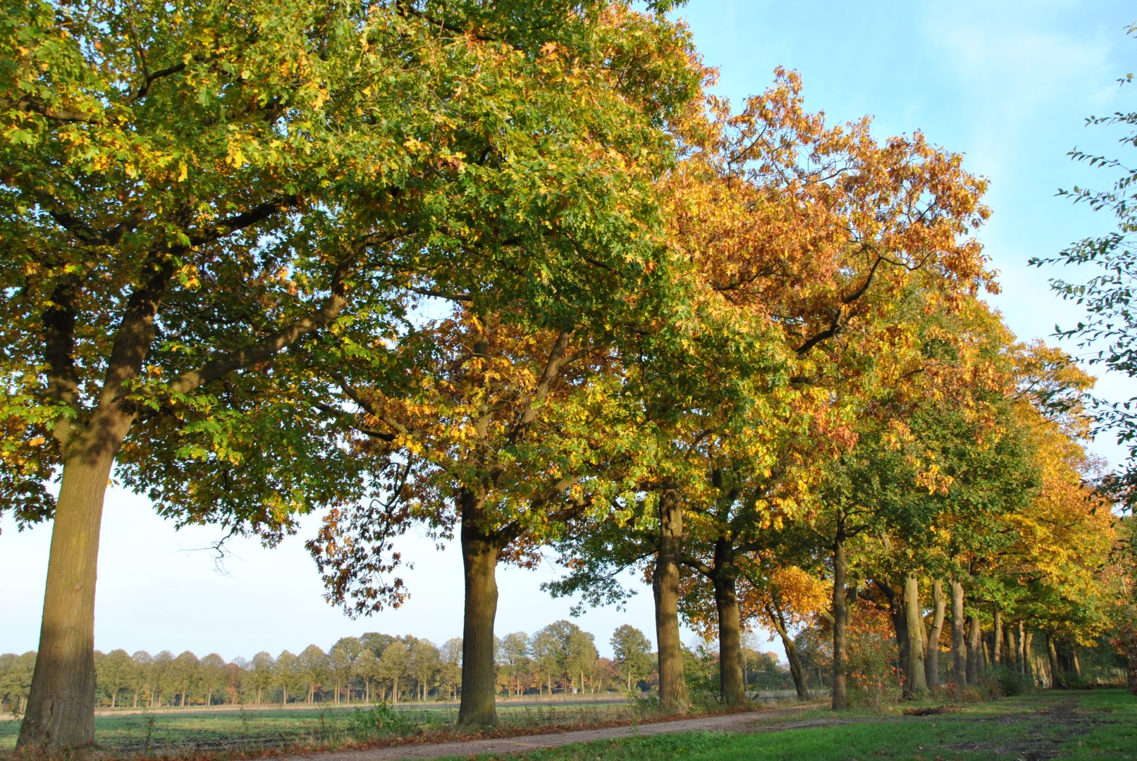 Quercus rubra | Red oak, Nothern Red oak - Van den Berk Nurseries