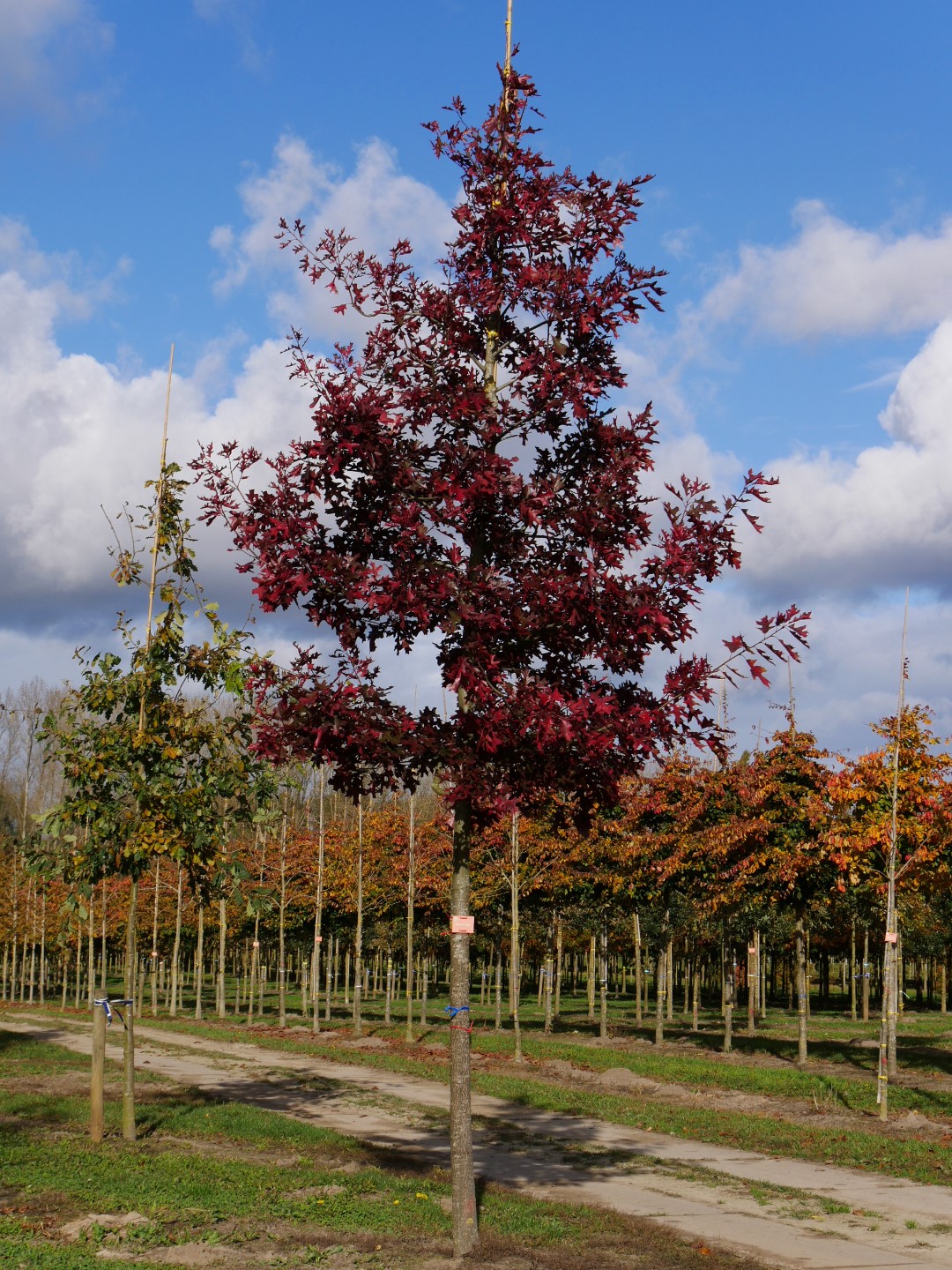 Quercus Rubra