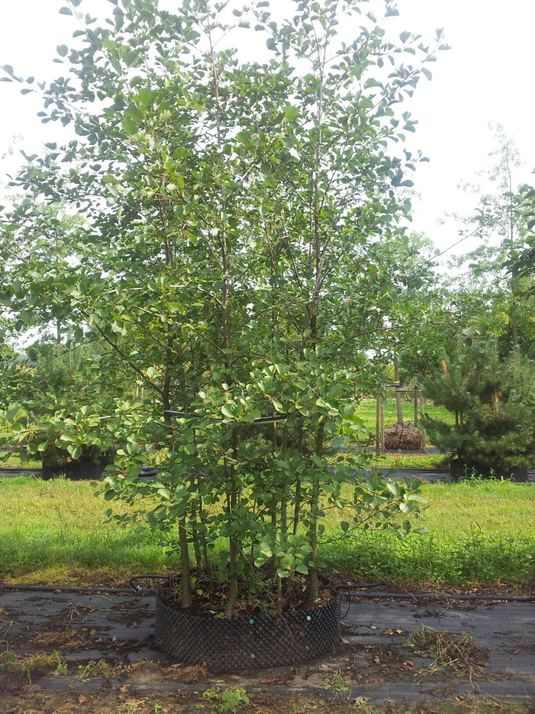 Alnus glutinosa | Common alder - Van den Berk Nurseries