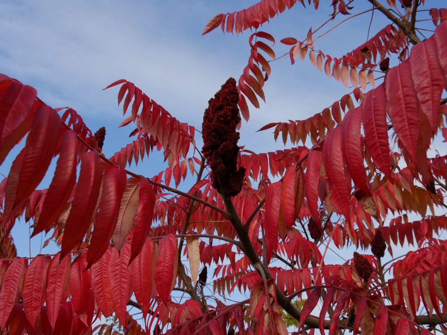 Rhus typhina | Rhus typhina - Van den Berk Nurseries