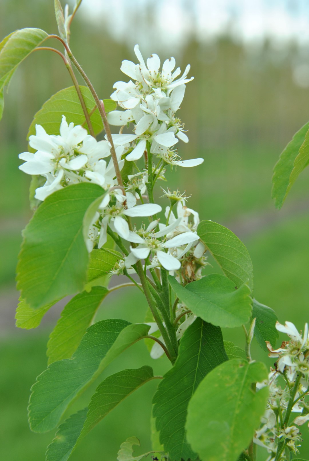 Amelanchier alnifolia 'Obelisk' | Amelanchier alnifolia 'Obelisk' - Van ...