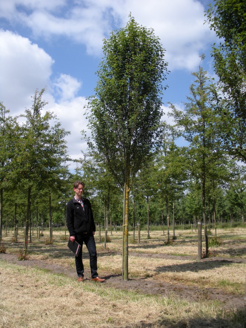 Amelanchier alnifolia 'Obelisk' | Amelanchier alnifolia 'Obelisk' - Van ...