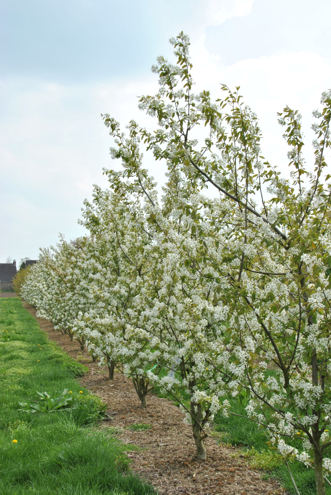 Amelanchier 'Ballerina' | Amelanchier 'Ballerina' - Van den Berk Nurseries