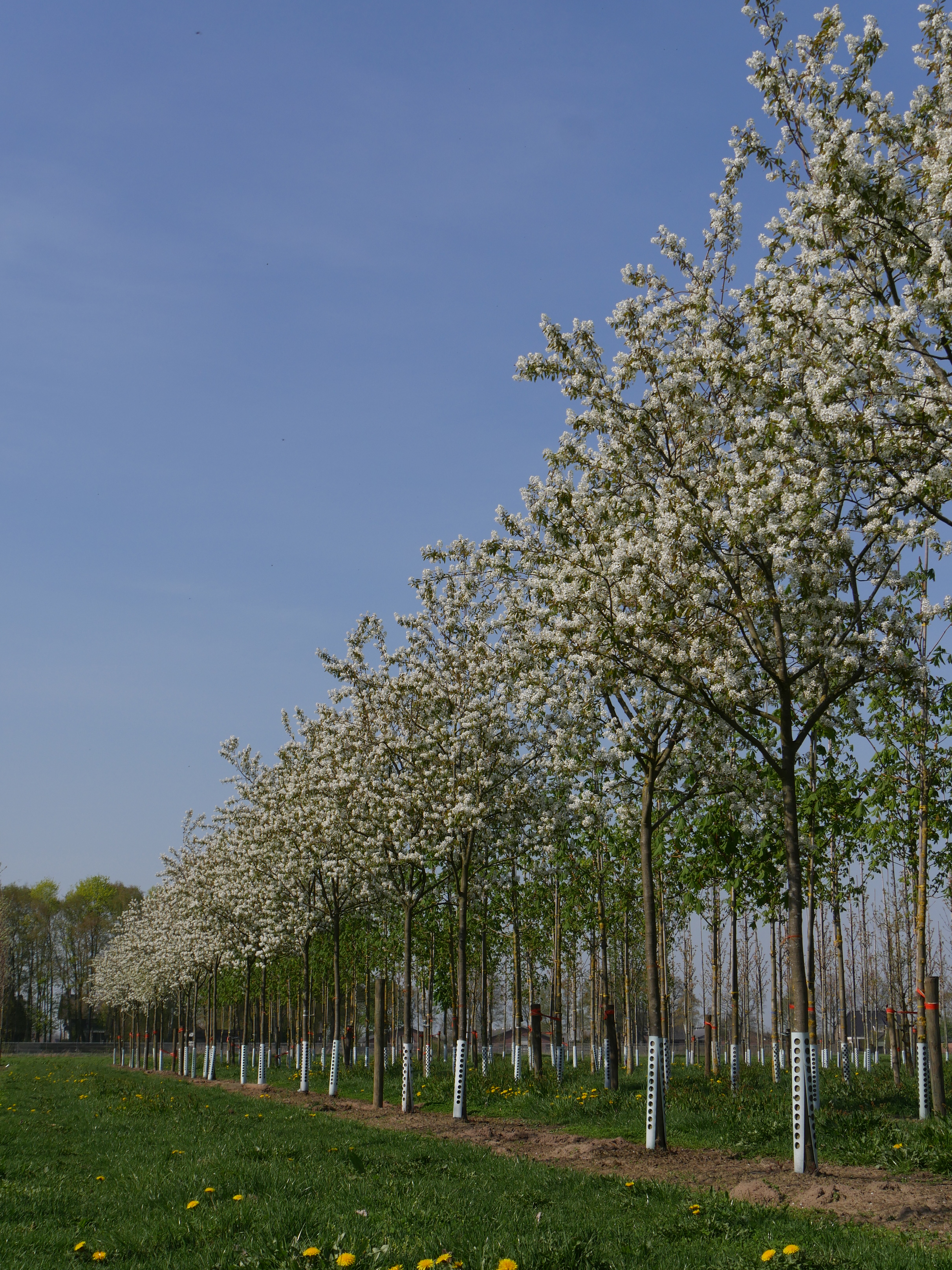 Amelanchier lamarckii | June berry, Service berry - Van den Berk Nurseries