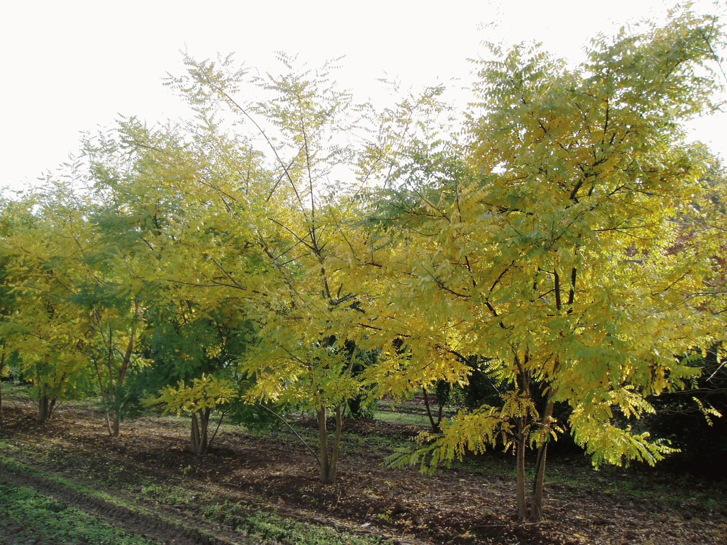 Styphnolobium japonicum | Japanese pagoda tree, Honey tree - Van den ...