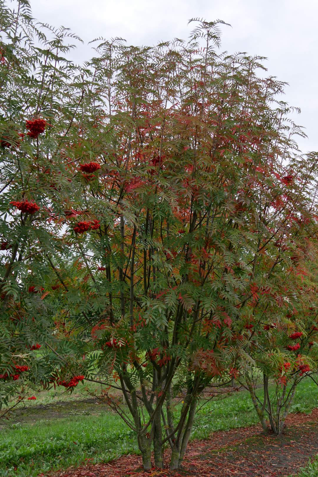 Sorbus 'Dodong' | Sorbus 'Dodong' - Van den Berk Nurseries