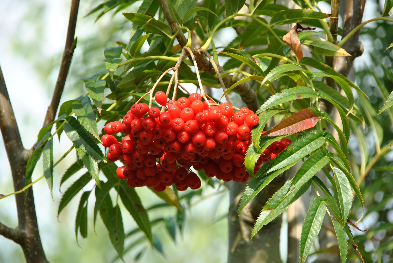 Sorbus 'Dodong' | Sorbus 'Dodong' - Van den Berk Nurseries