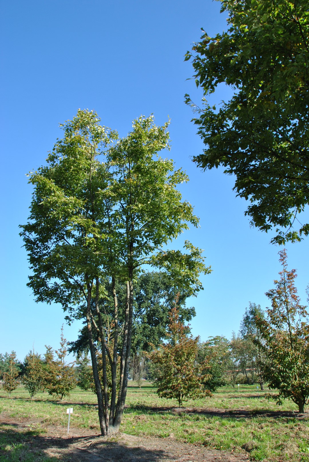 Tilia kiusiana | Tilia kiusiana - Van den Berk Nurseries