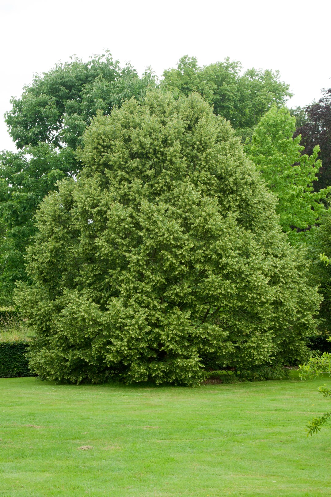 Tilia kiusiana | Tilia kiusiana - Van den Berk Nurseries