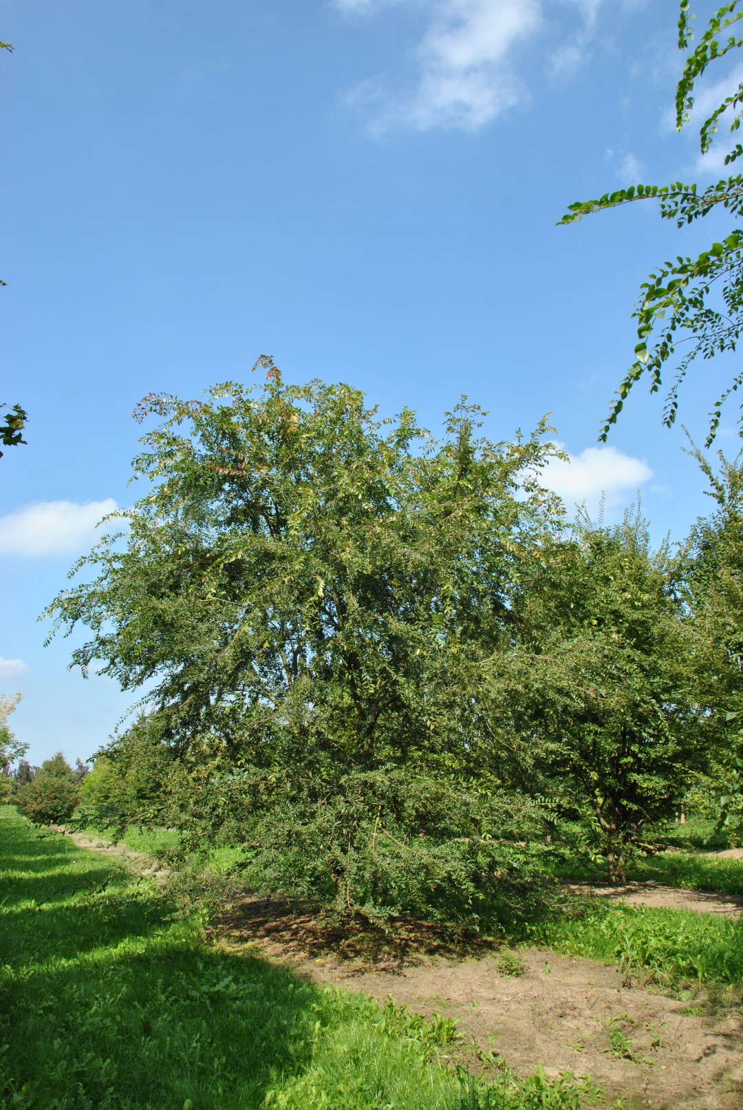 Ulmus parvifolia | Chinese elm, Lacebark elm - Van den Berk Nurseries