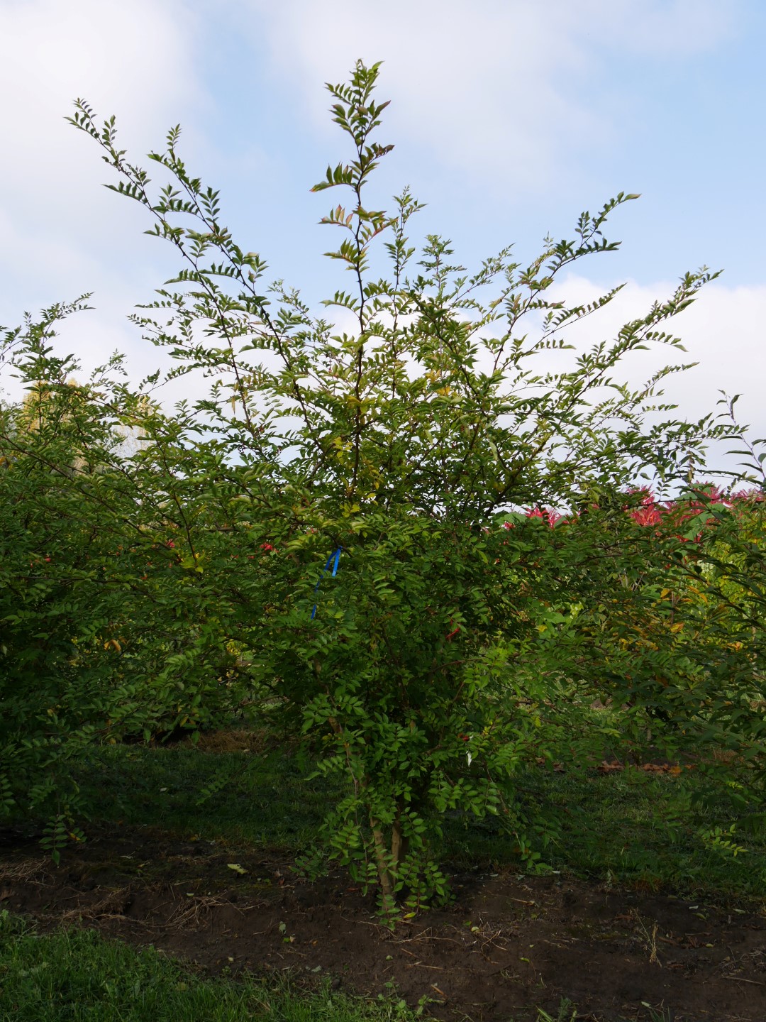 Zanthoxylum simulans | Zanthoxylum simulans - Van den Berk Nurseries