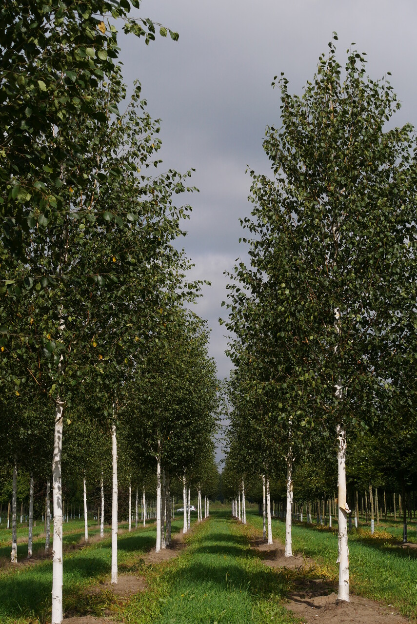 Betula utilis var. jacquemontii | White-barked Himalayan birch - Van ...