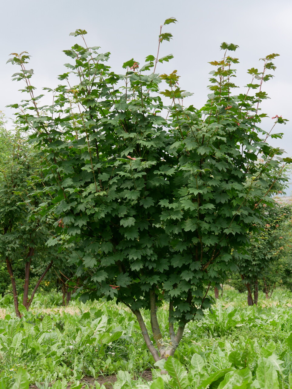 Acer circinatum | Acer circinatum - Van den Berk Nurseries