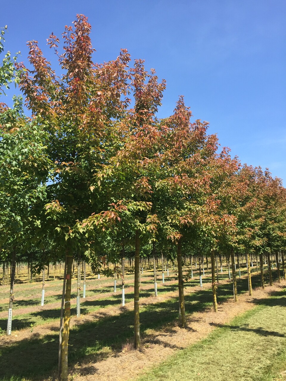 Acer negundo 'Sensation' | Acer negundo 'Sensation' - Van den Berk ...