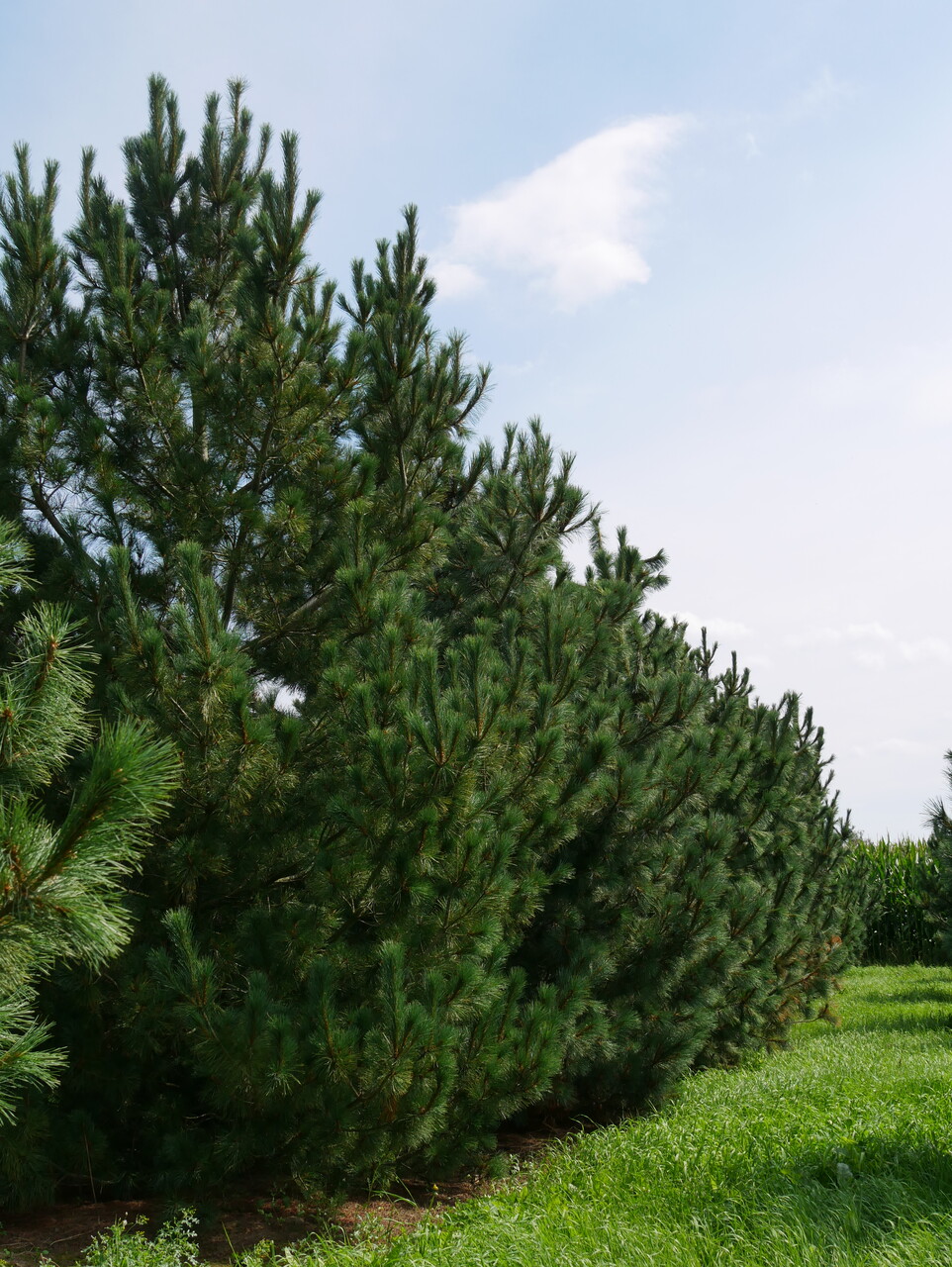 Pinus peuce | Macedonian pine, Balkan pine - Van den Berk Nurseries