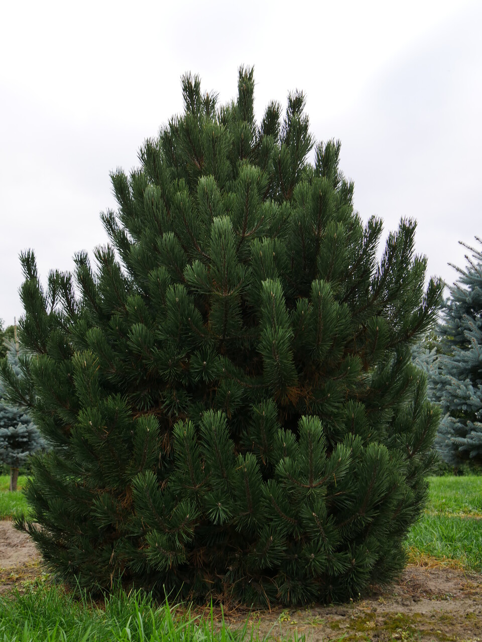 Pinus mugo subsp. uncinata | Pinus mugo subsp. uncinata - Van den Berk ...