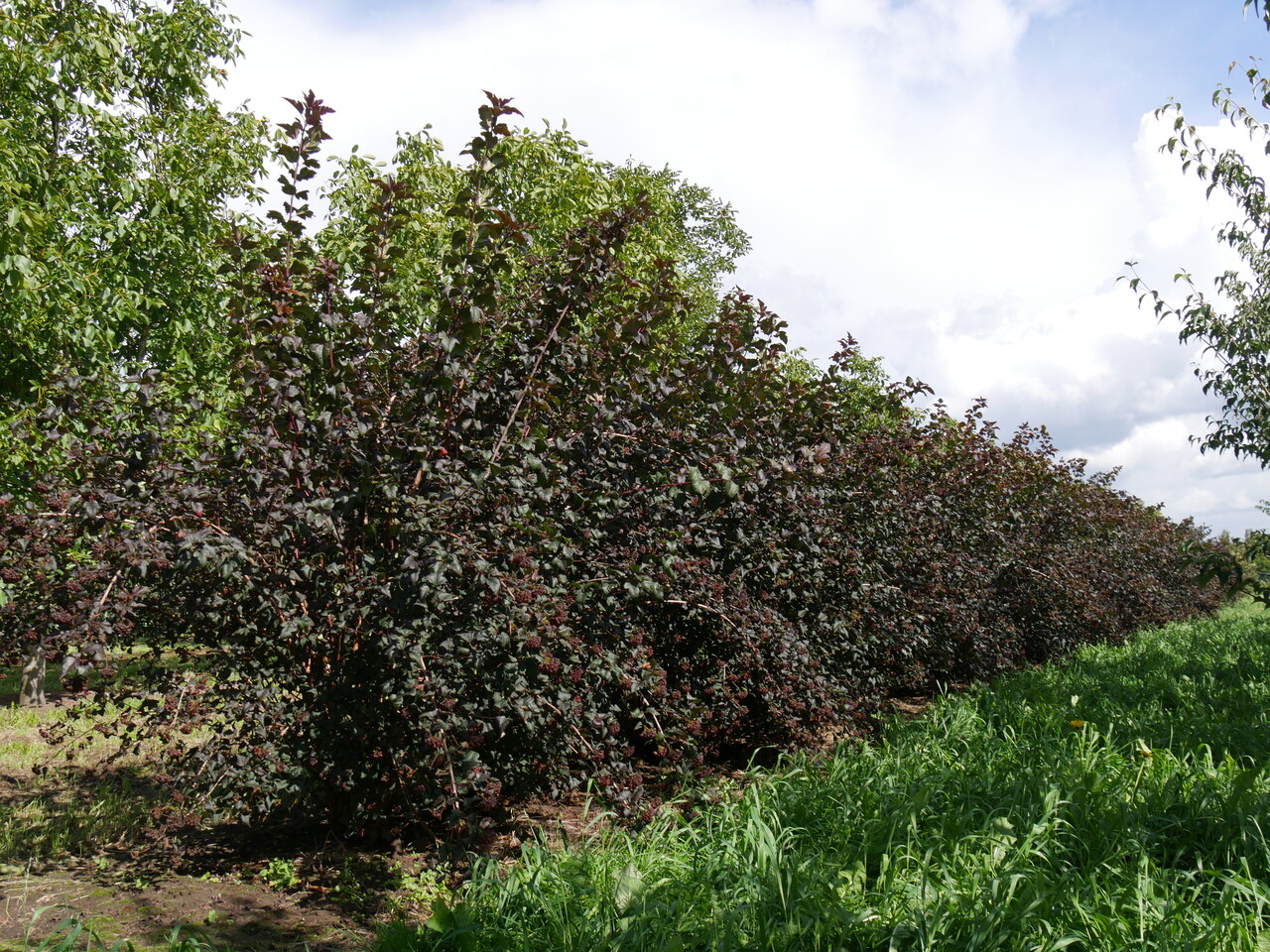 Physocarpus opulifolius 'Diabolo' | Physocarpus opulifolius 'Diabolo ...