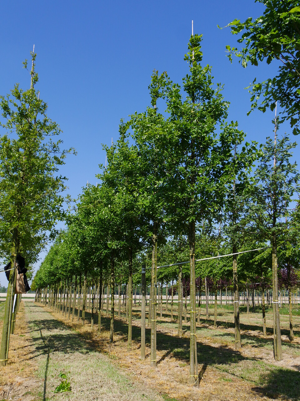 Quercus petraea 'Ryan' | Quercus ×rosacea 'Ryan' - Van den Berk Nurseries