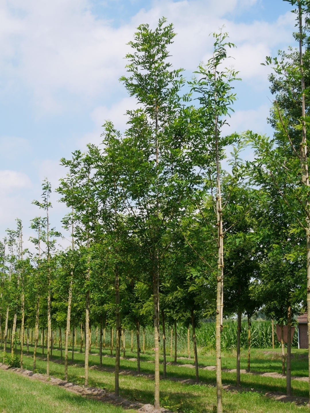 Robinia ambigua 'Decaisneana' | Robinia pseudoacacia 'Semperflorens ...