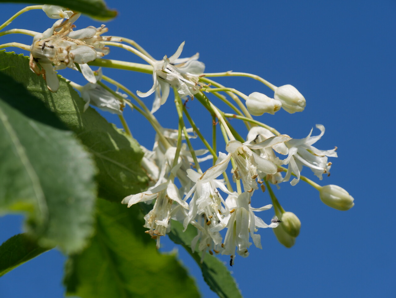 Staphylea trifolia | Staphylea trifolia - Van den Berk Nurseries