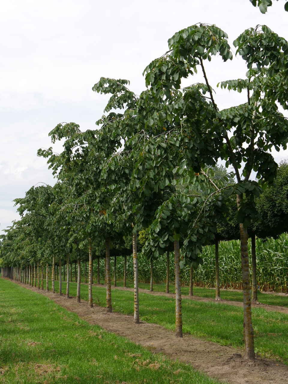 Ulmus 'Camperdownii' | Camperdown elm - Van den Berk Nurseries